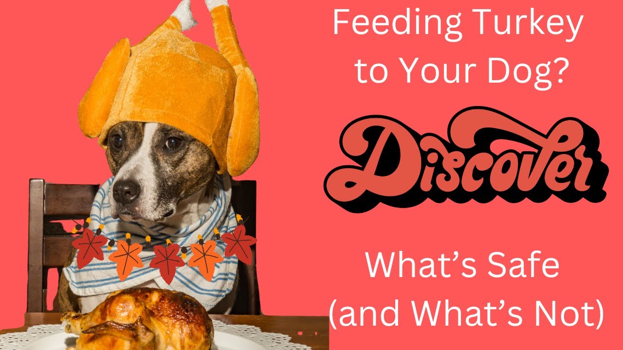 Feeding Turkey to Your Dog: Vet Shares What’s Safe and What’s Not - YouTube