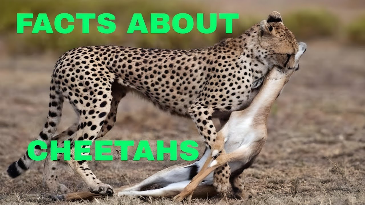 21 Facts About Cheetahs (The Fastest Land Animal Cheetahs) - YouTube