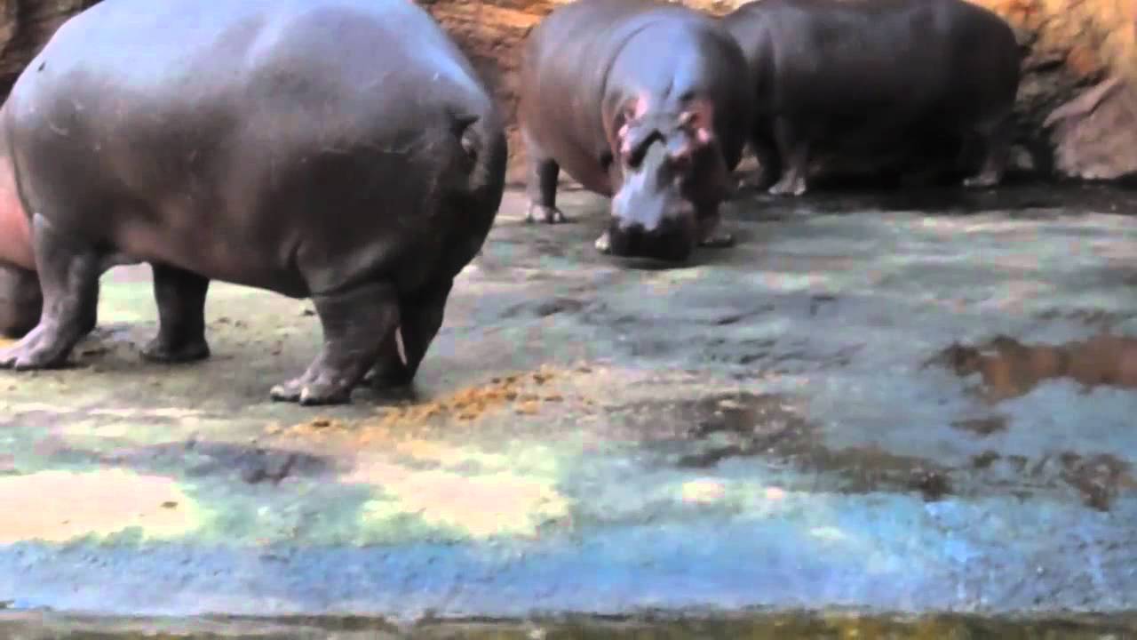 Shitting Hippo HD - YouTube