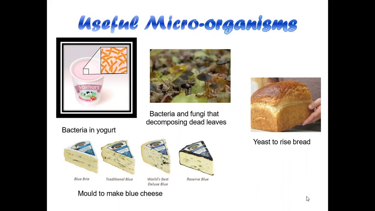 Useful microorganisms class 8 - YouTube