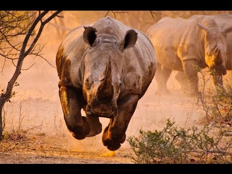 Top 5 Most Aggressive Animals on The Planet - YouTube