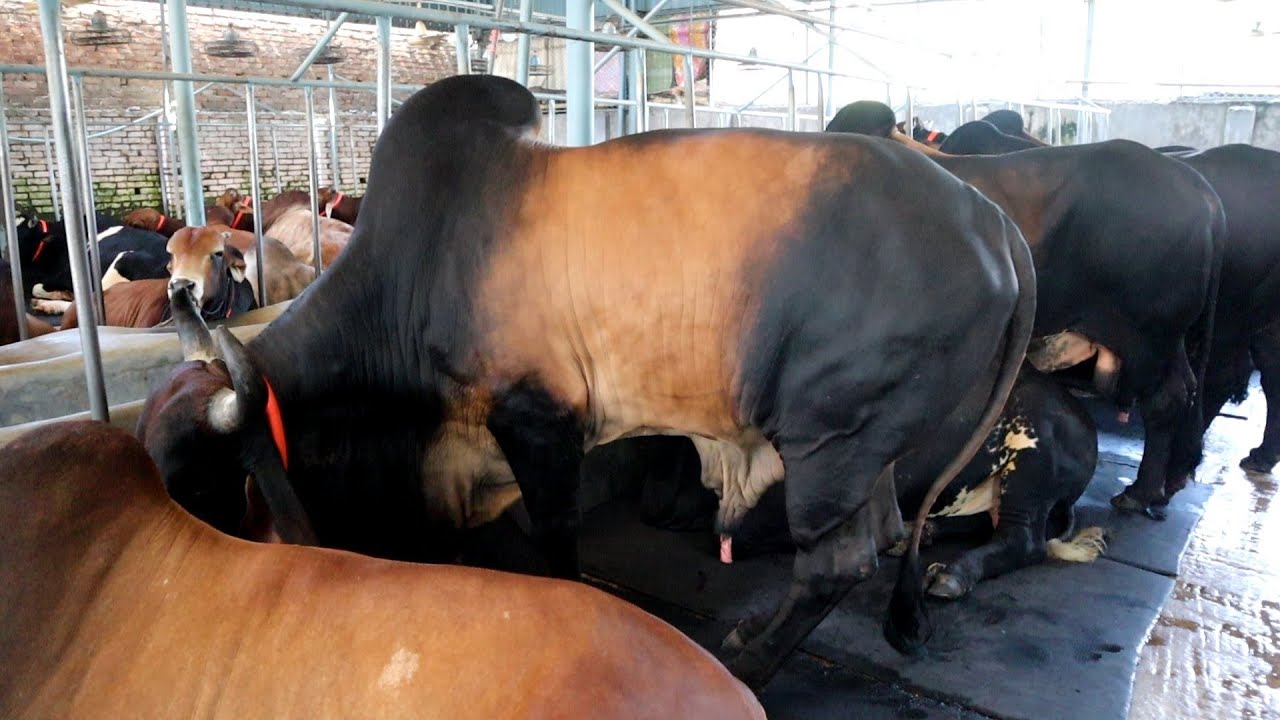 Biggest cow in 2022 | Cow video | Smart cow | Big cow farm in ...