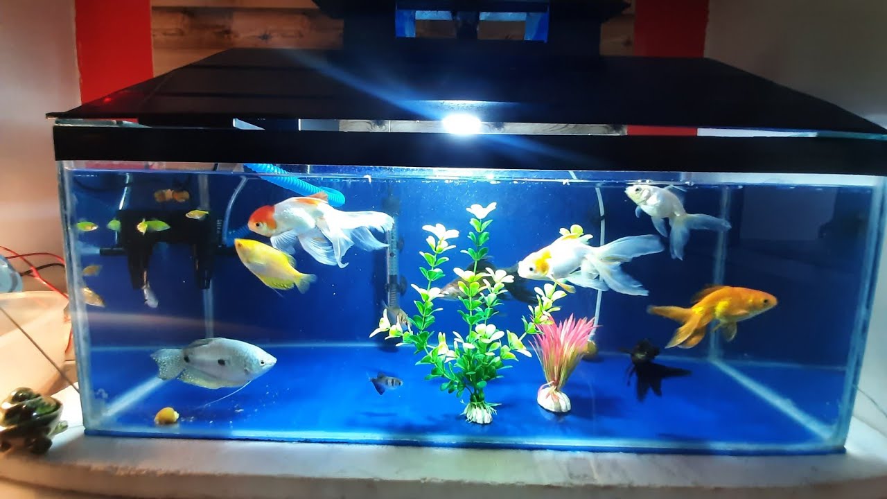 Beautiful Community Aquarium Fish Tank/2.5 Feet Aquarium Setup - YouTube
