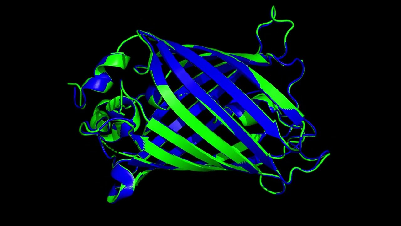 Crystal structure of green fluorescent protein (GFP) and mTurquoise2 ...