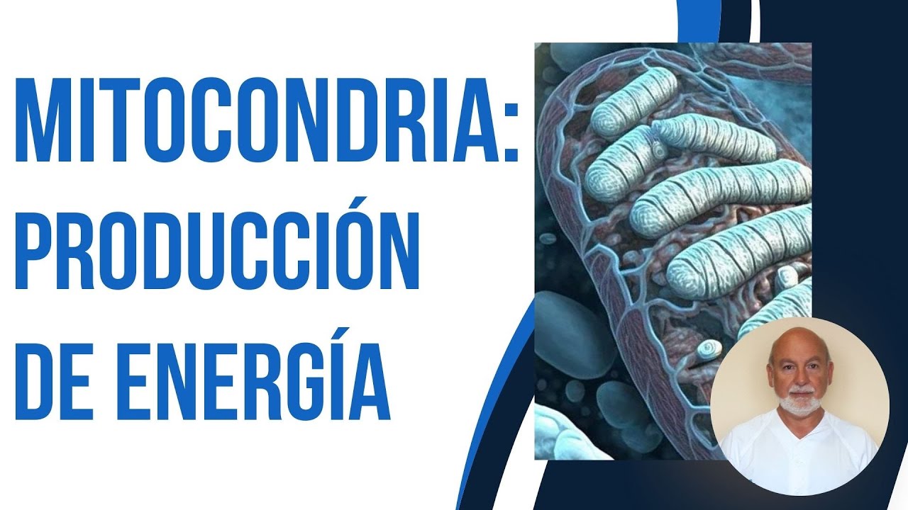 MITOCONDRIA:⚡EL PROCESO DE ENERGÍA⚡Dr. Tomás Álvaro - YouTube