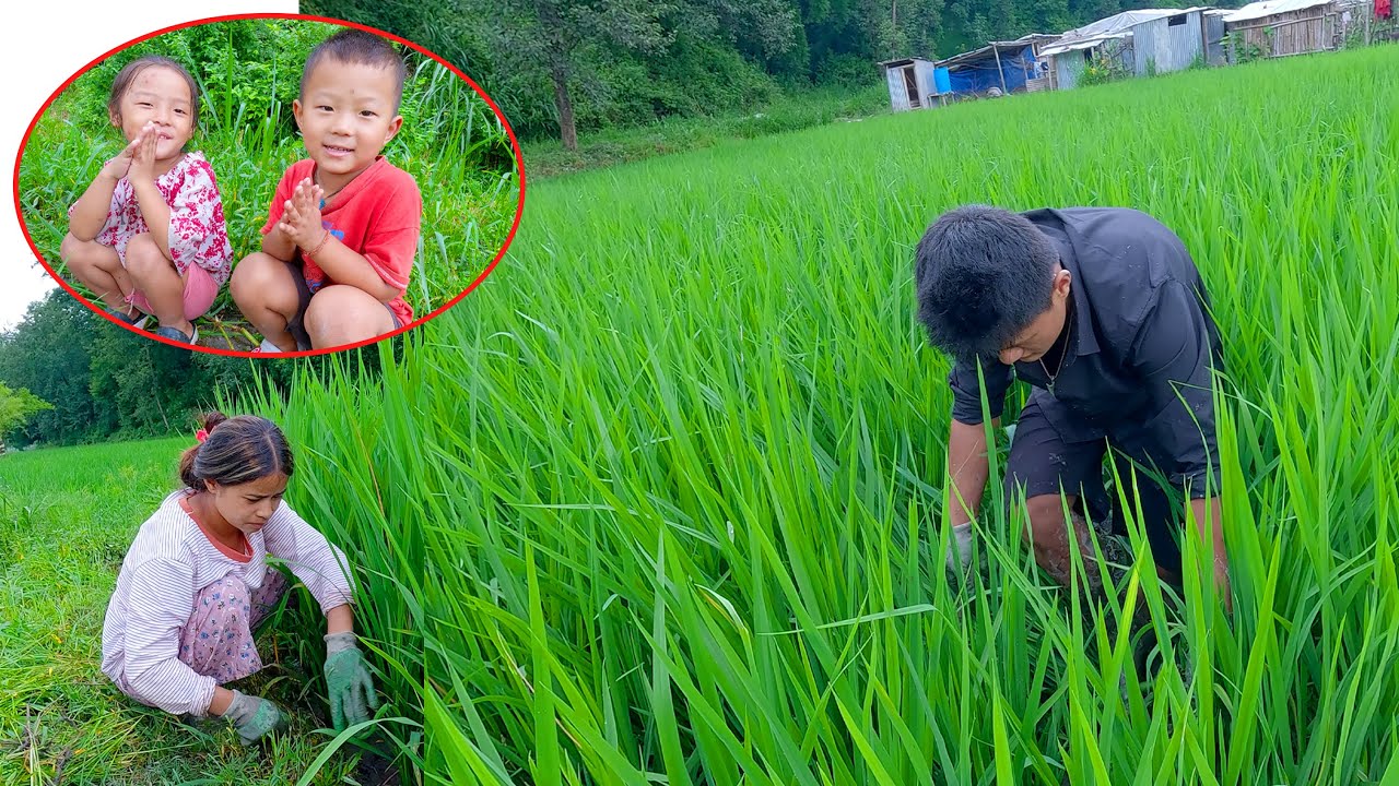 our paddy farm field , we are weeding our paddy farm || sumnima Rai ...