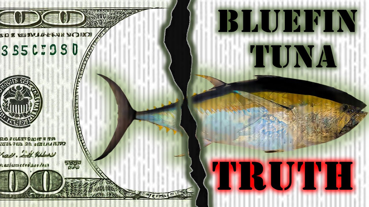The Worlds MOST Expensive Tuna {Commercial Bluefin Tuna Fishing} - YouTube