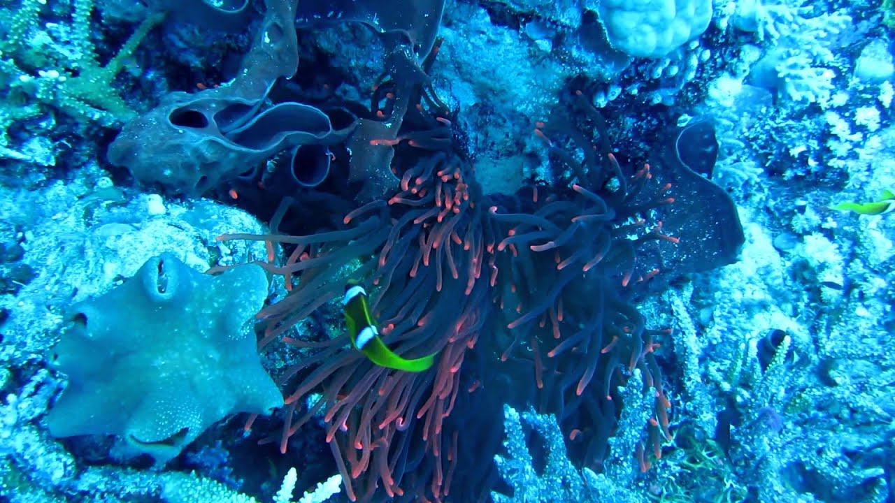 Red sea deep south diving June 2013 - YouTube