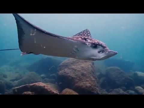 Arraia-pintada (Aetobatus narinari) em Ilhabela - YouTube
