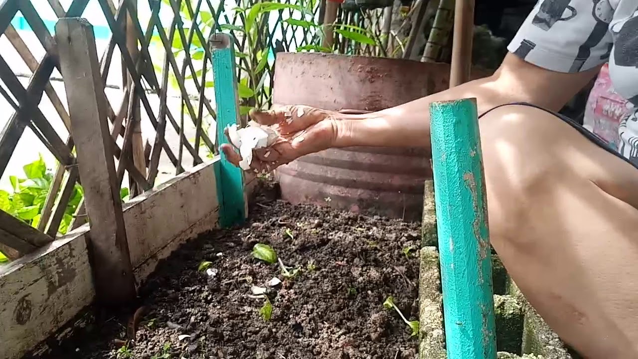 Lagyan natin ng pang pataba sa lupa para taniman ng sili - YouTube