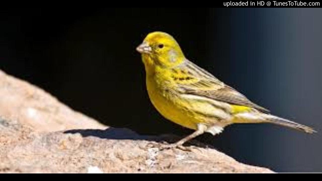 American Singer Canary training song - YouTube