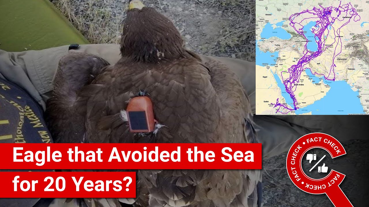 FACT CHECK: Viral Images Show how an Eagle Avoided Flying over the Sea for 20 Years? - YouTube