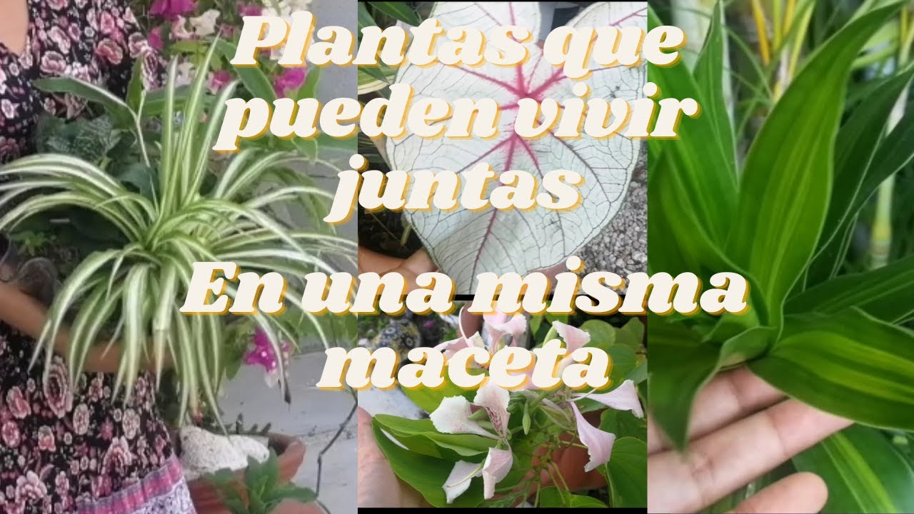 PLANTAS QUE PUEDEN VIVIR JUNTAS EN UNA SOLA MACETA - YouTube