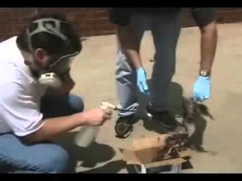 Skunk Smell Removal SCOE 10X - YouTube