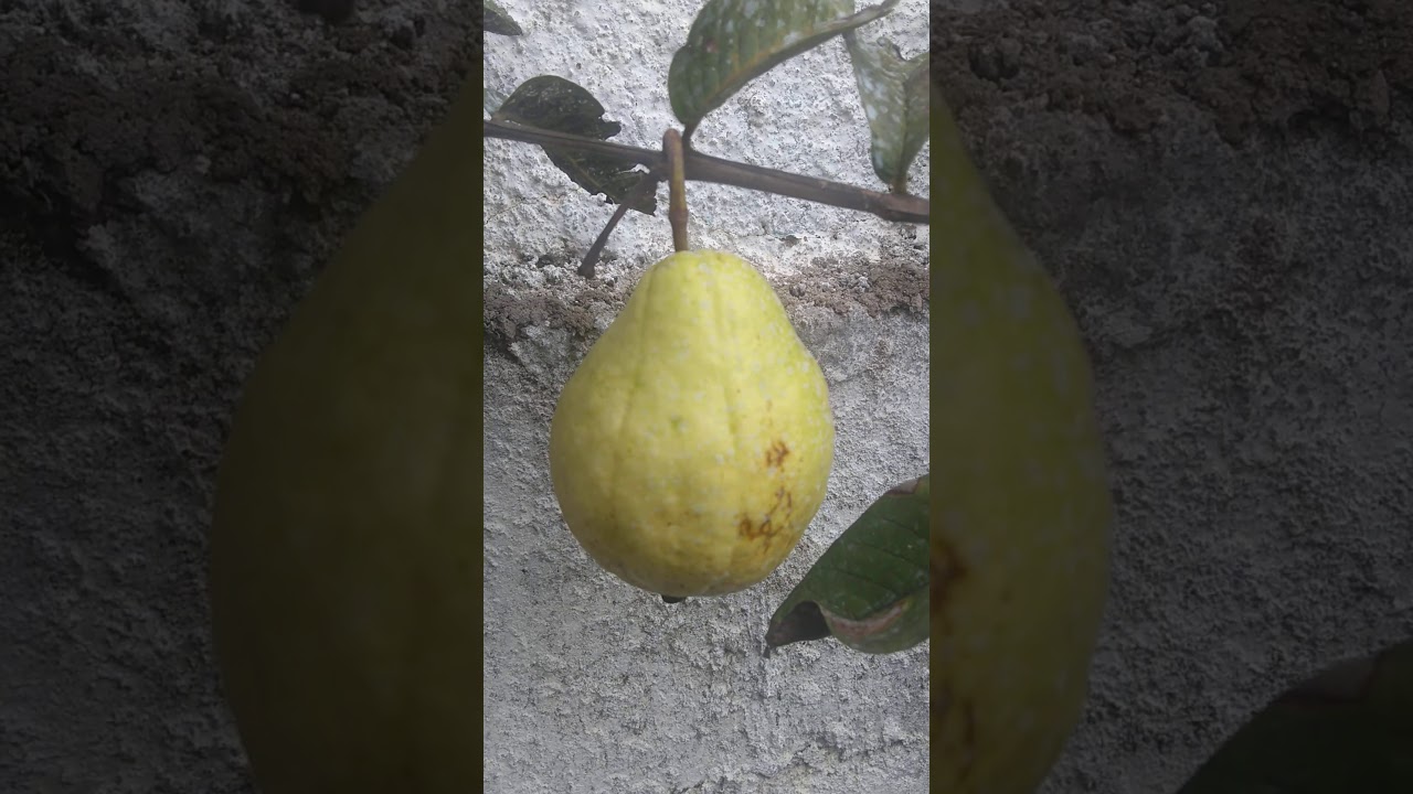 ATUALIZAÇÃO DA GOIABA PERA BRANCA - YouTube