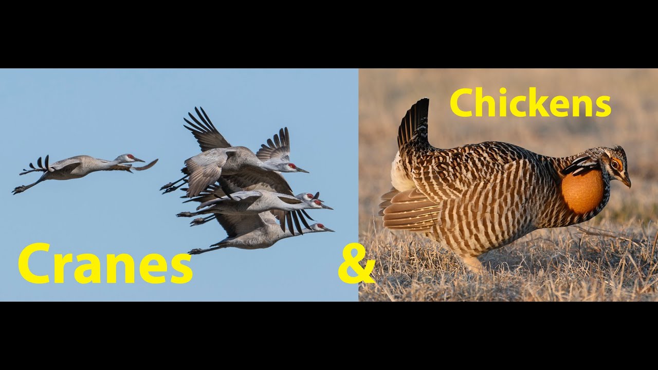 Sandhill Cranes and Prairie Chickens from North Platte Nebraska March ...