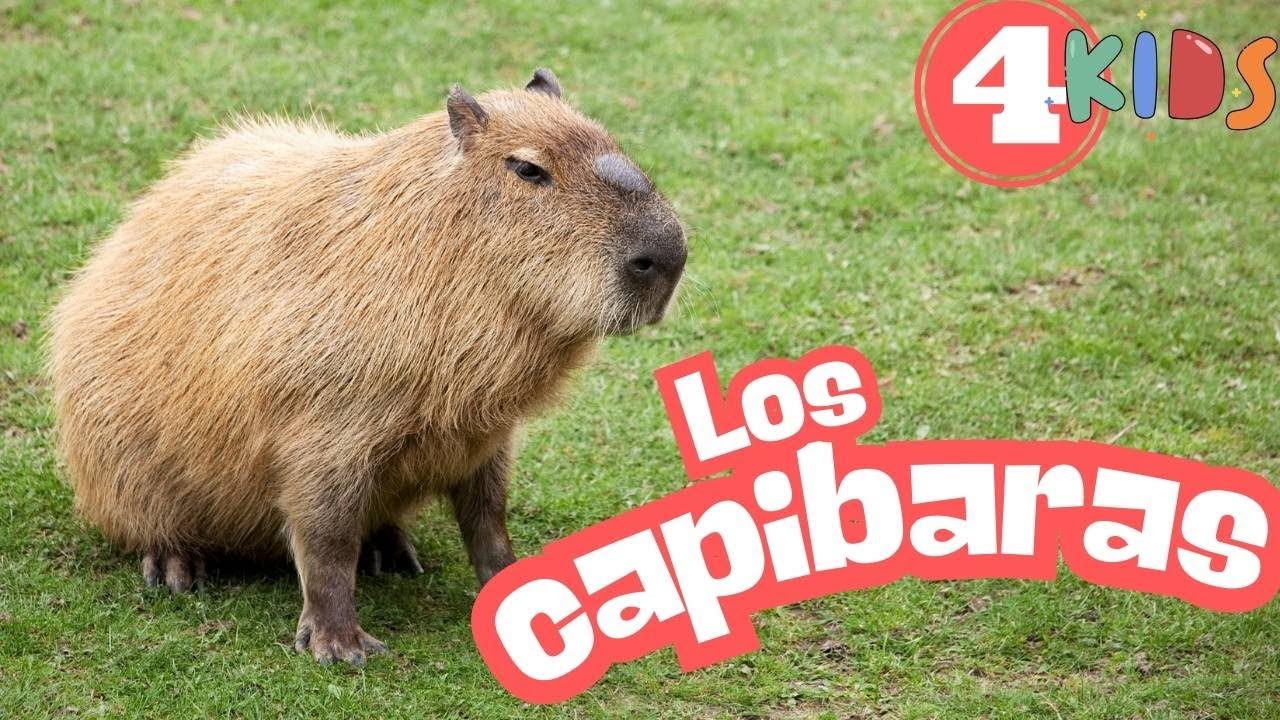 🐹 Descubre el maravilloso mundo de los capibaras 🌿💦 - YouTube