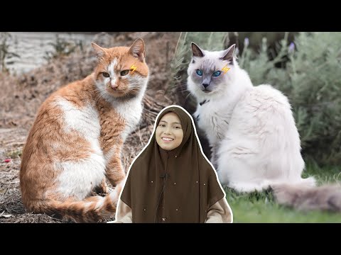Pros & Cons Kucing Baka dengan Kucing Kampung