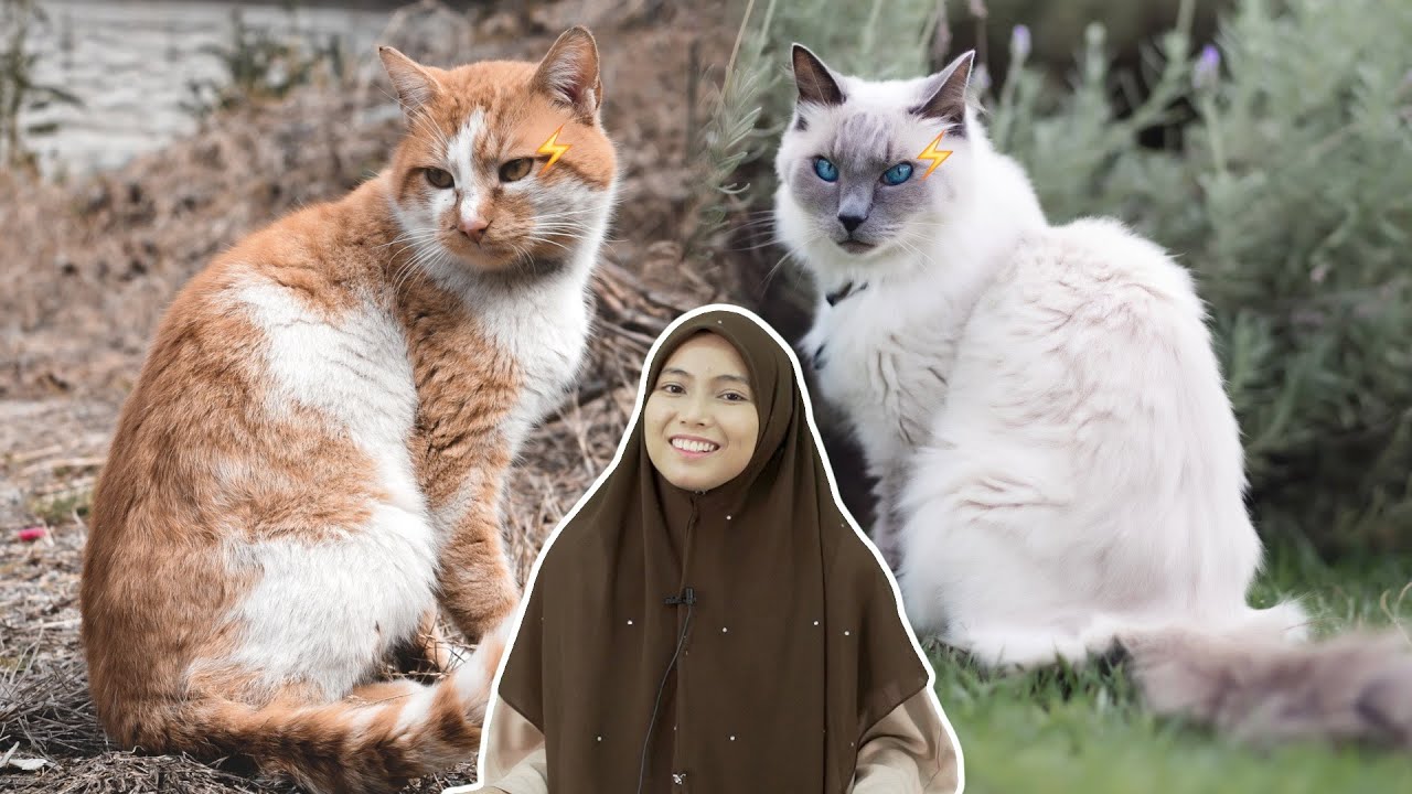 Pros & Cons Kucing Baka dengan Kucing Kampung - YouTube