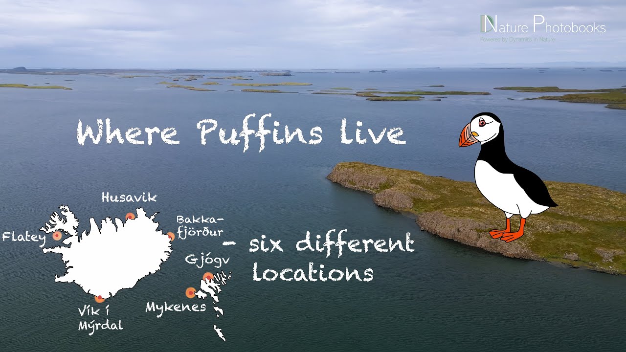 Puffintastic - six excellent places to see and photograph Puffins ! - YouTube