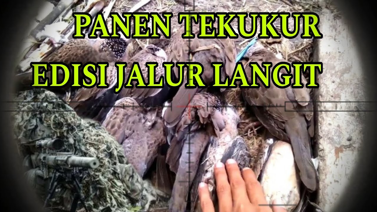 HUNTING//BERBURU TEKUKUR POINT MELIMPAH//BIRD HUNTING//JEJAK HUNTER ...