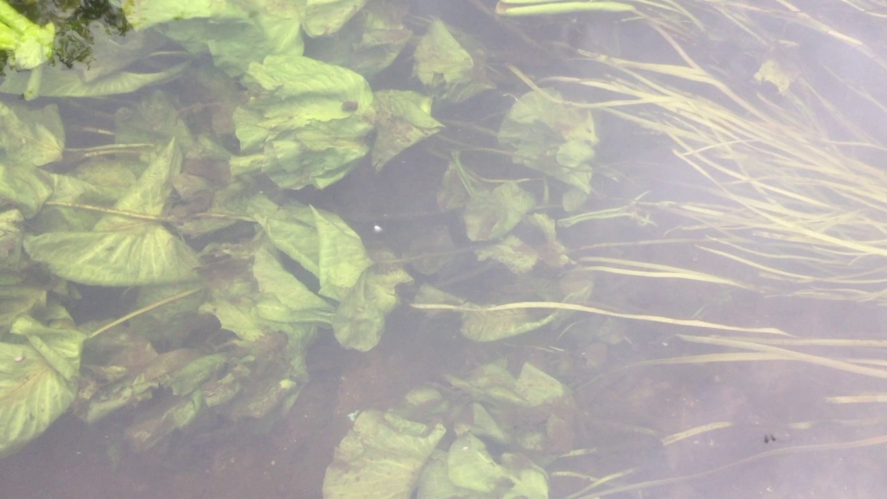 Let The River Run Gillie Nicholls - YouTube