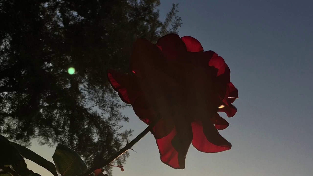 Favorite Poem Project - YouTube