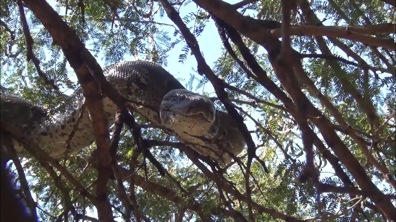 Huge rock python in a tree - YouTube
