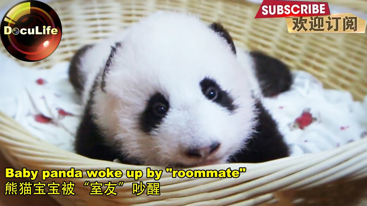 Baby panda woke up by "roommate"熊猫宝宝被“室友”吵醒【DocuLife】 - YouTube