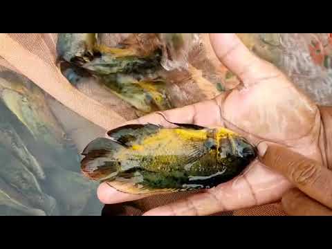 copper oscar high quality call📲8910550343 - YouTube