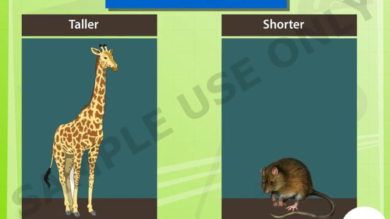 Taller and Shorter | Class 1 Math | Elementary - YouTube