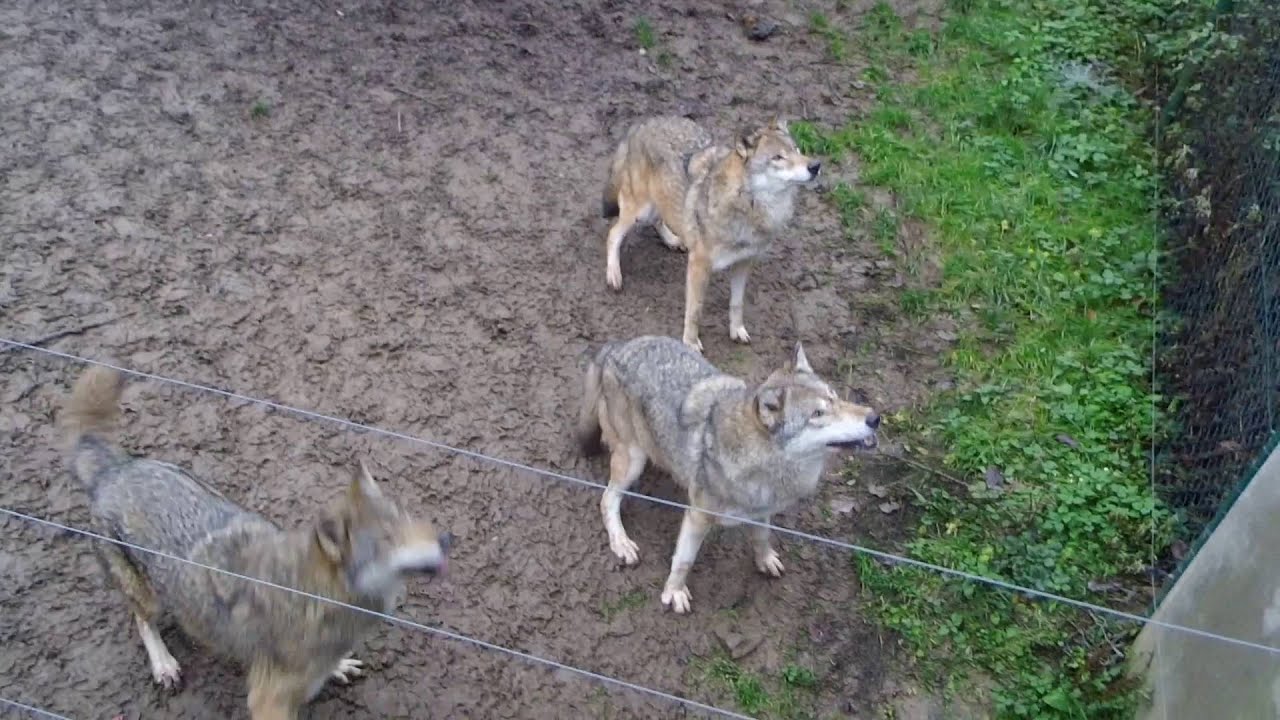 Feeding the wolves, Zoo/Tiergarten Worms, Germany / Wolfsfütterung ...