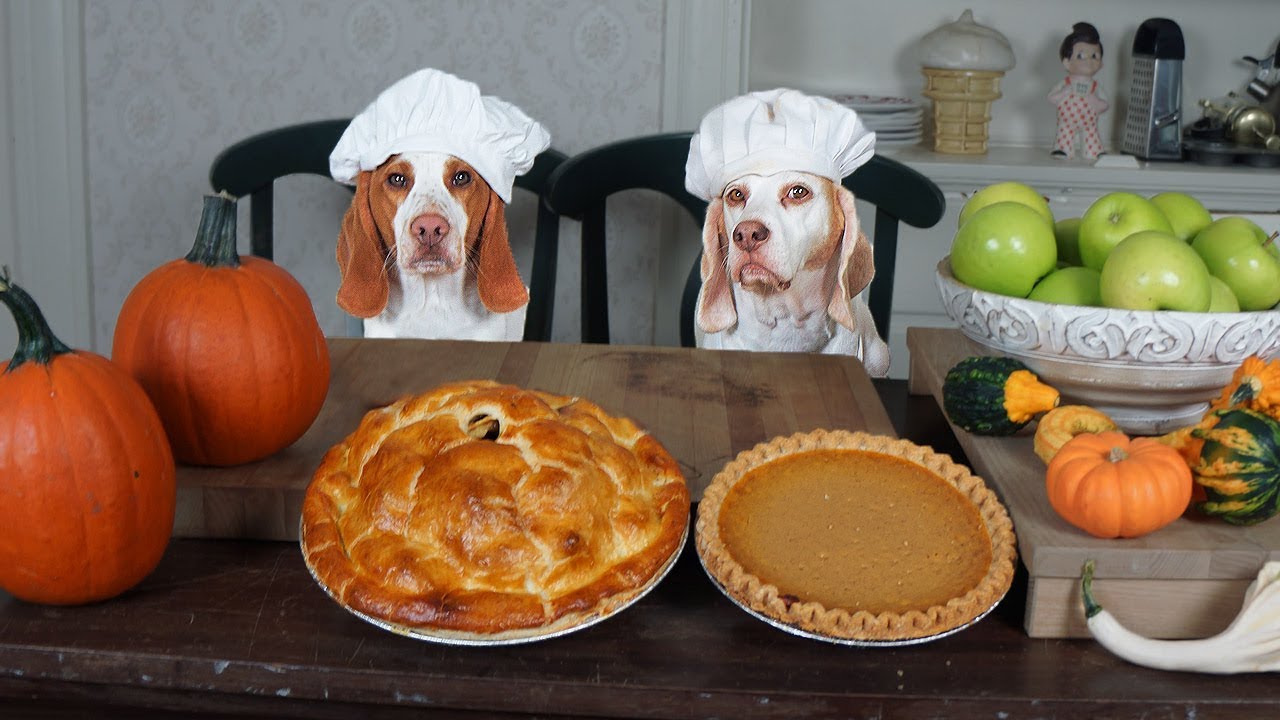 Chef Dogs Make Pies: Funny Dogs Maymo & Potpie - YouTube
