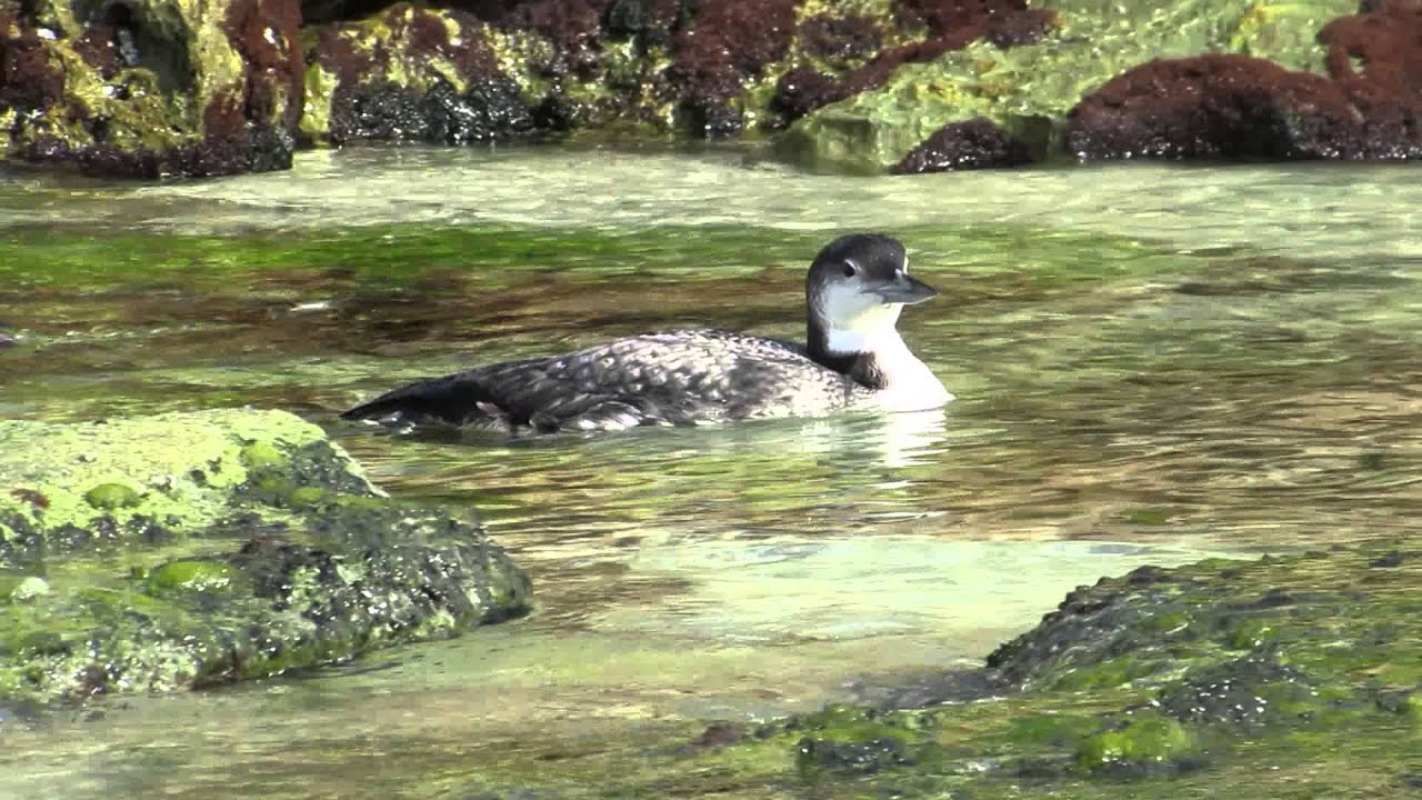 Common Loon: Point of Rocks, Siesta Key - YouTube