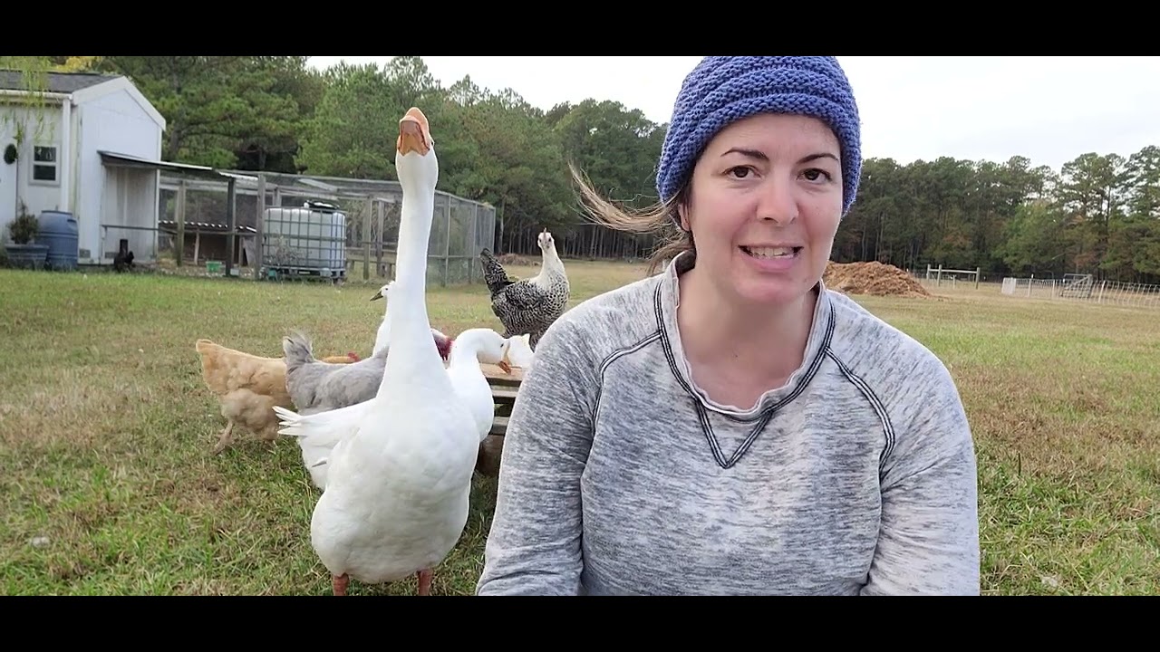 Farm Animals~Storytime~Fun - YouTube
