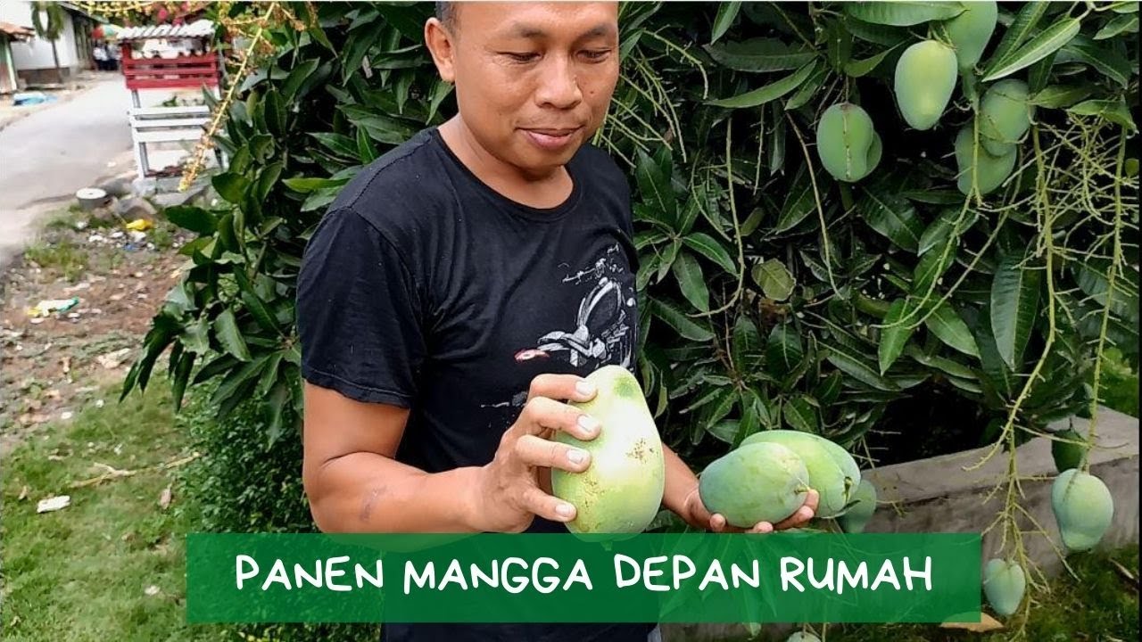 Panen Mangga Depan Rumah - YouTube