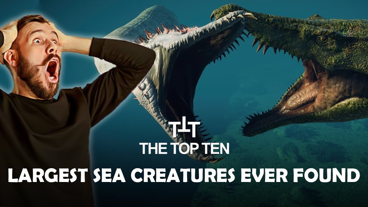 THE TOP TEN 10 Largest Sea Creatures - YouTube