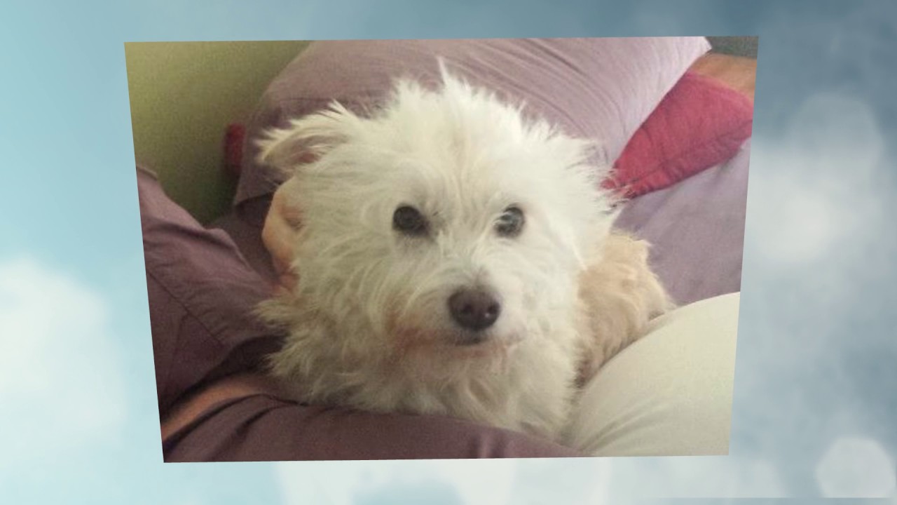 Hunter Animal Rescue - YouTube