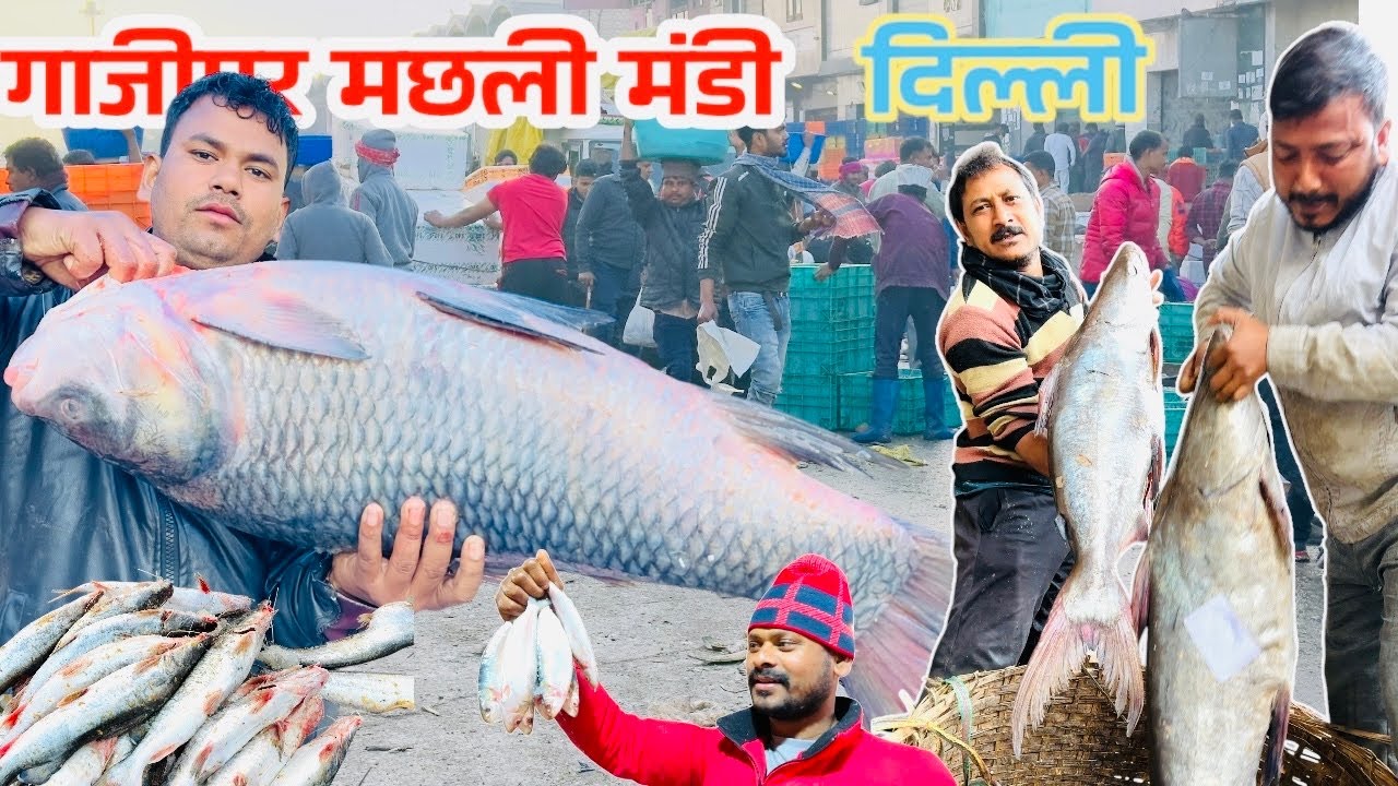 गाजीपुर मछली मंडी |Fish Mandi Delhi Today Price ghazipur machli mandi ...