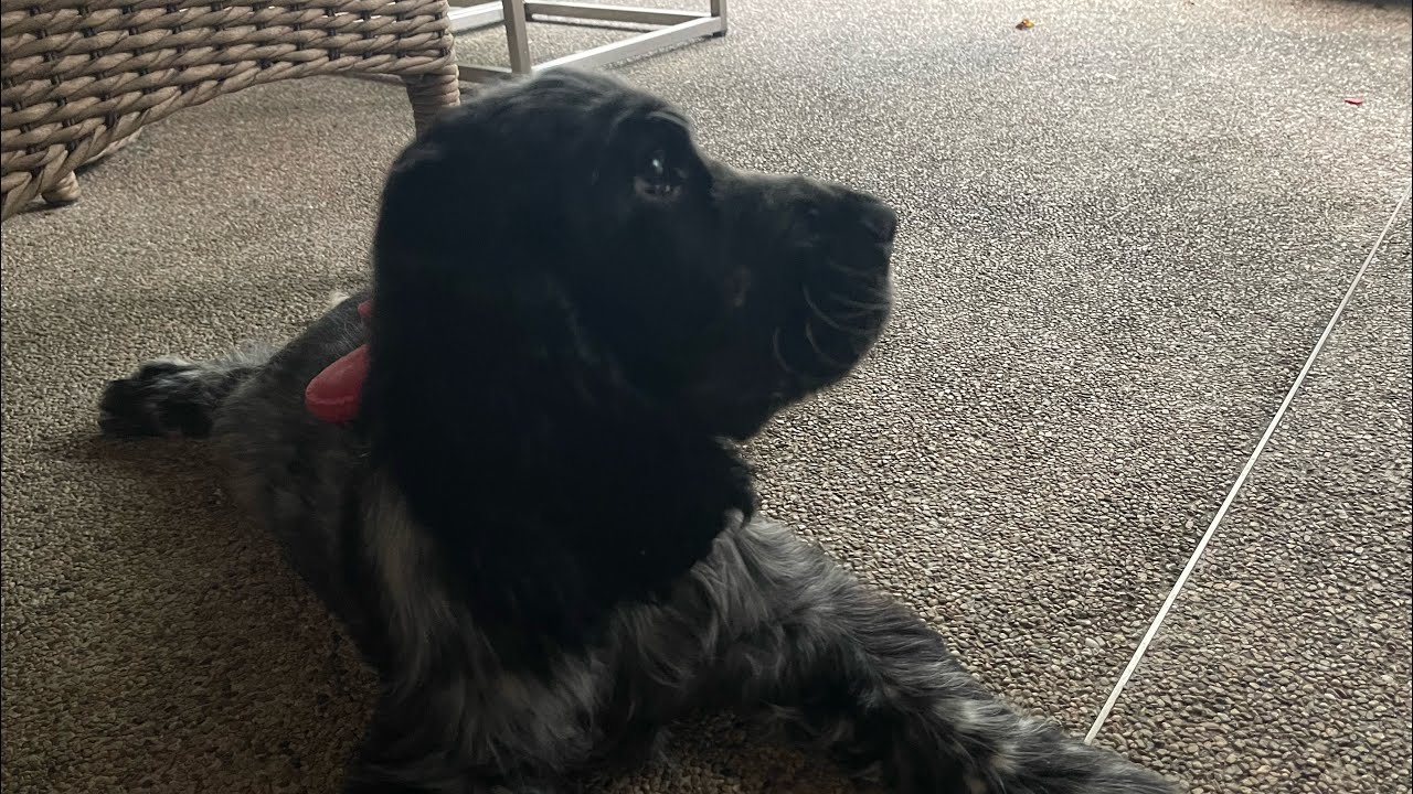 Fur baby mila morning comb - YouTube