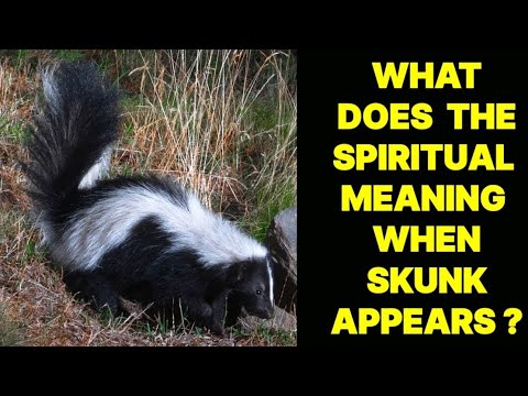 What Is the Spiritual Meaning of a Skunk? Insights into Symbolism ...