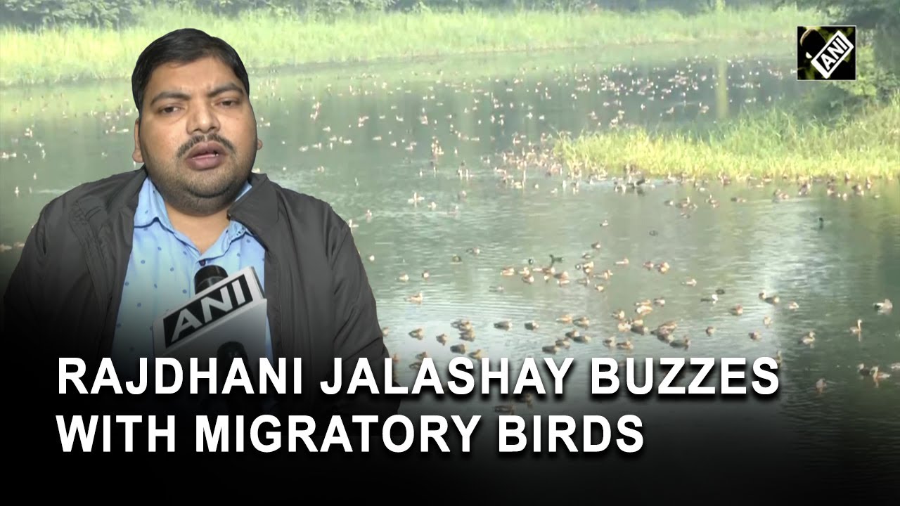 Bihar: Rajdhani Jalashay buzzes with migratory birds in Patna - YouTube