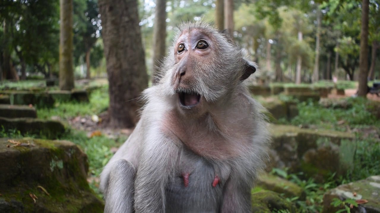 Monkey Eating And Speaking Monkey Language To Communication anther ...