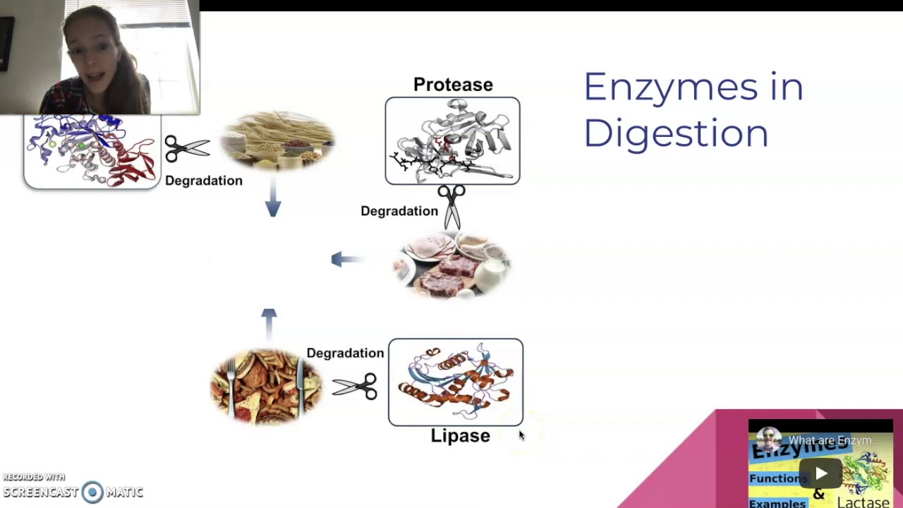 Tour of Enzymes : Lactase Pre-lab Prep - YouTube