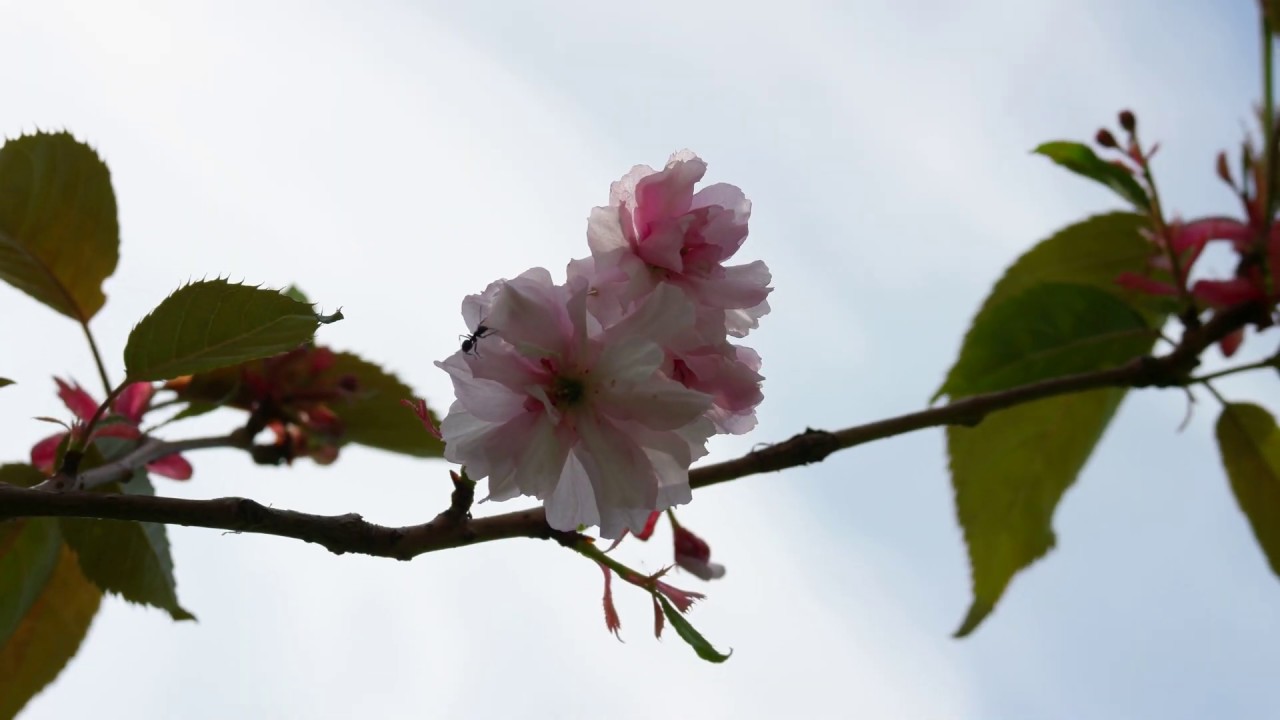 Ant on cherry blossom tree - YouTube