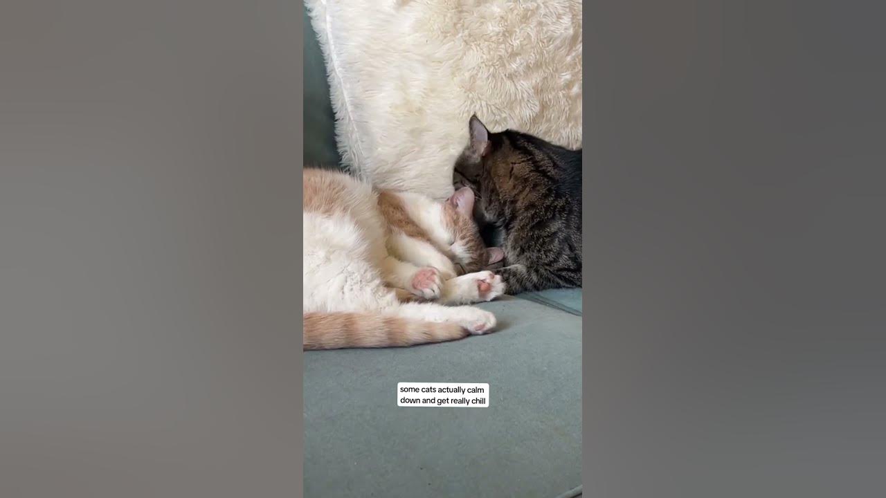 Some cool things you probably didn't know about catnip! - YouTube