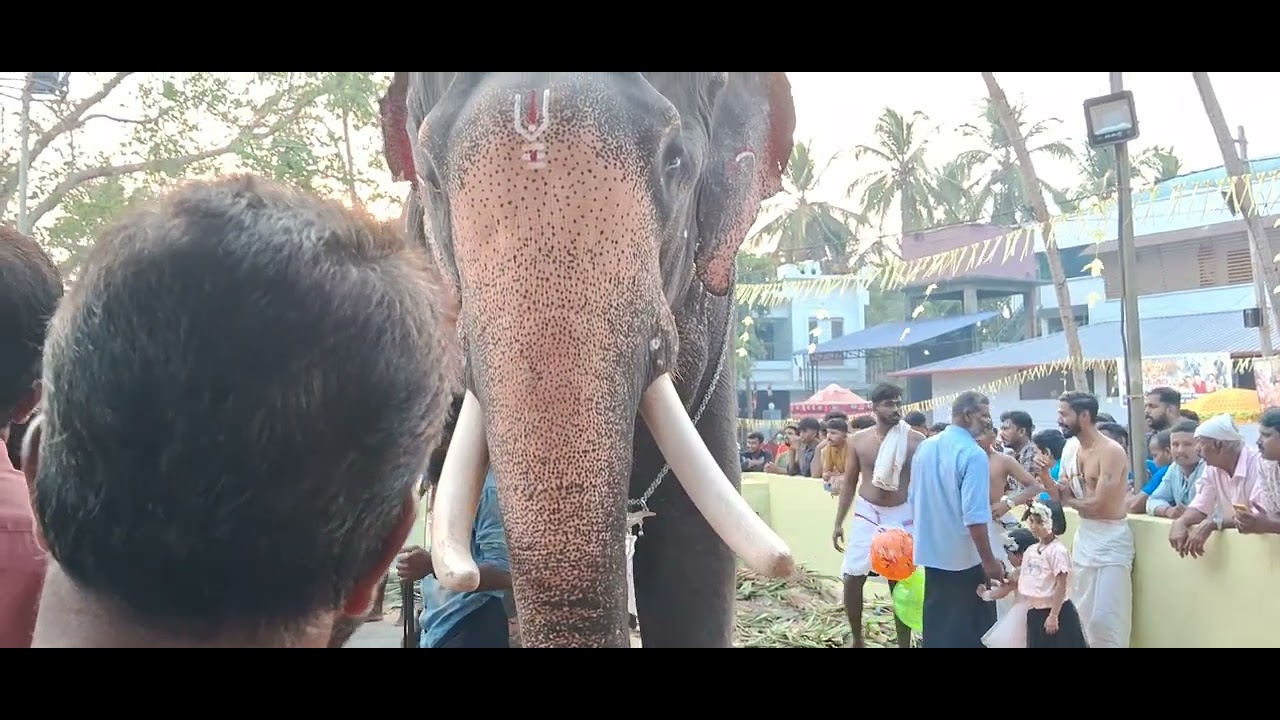 paambadi sundharan in koyilandi cheriyamangad durga temple festival ...