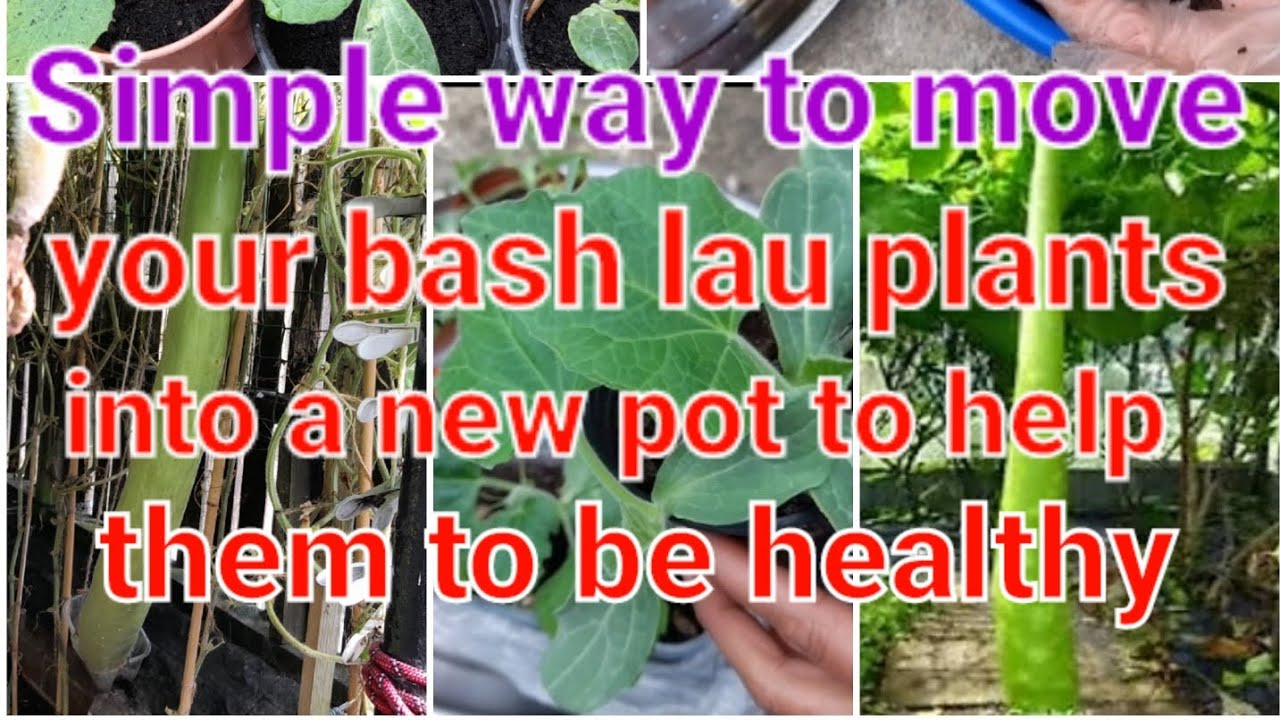Simple way to move your bash lau plants into a new pot to help them to ...