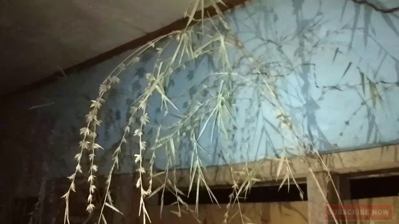 BUNGA BAMBU BERTUAH !!! KEMBANG PRING KUNING & KEMBANG PRING PETUNG ...