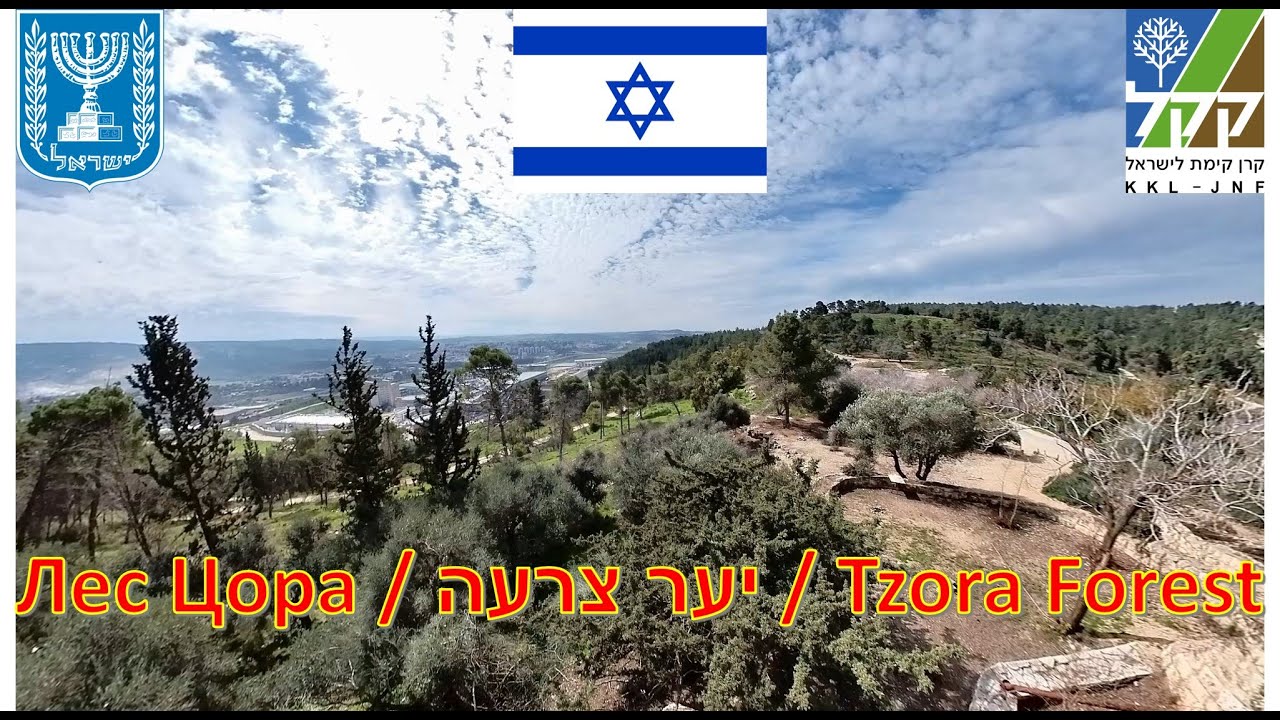 Лес Цора - Израиль / יער צרעה - ישראל / Tzora Forest - İsrael - YouTube